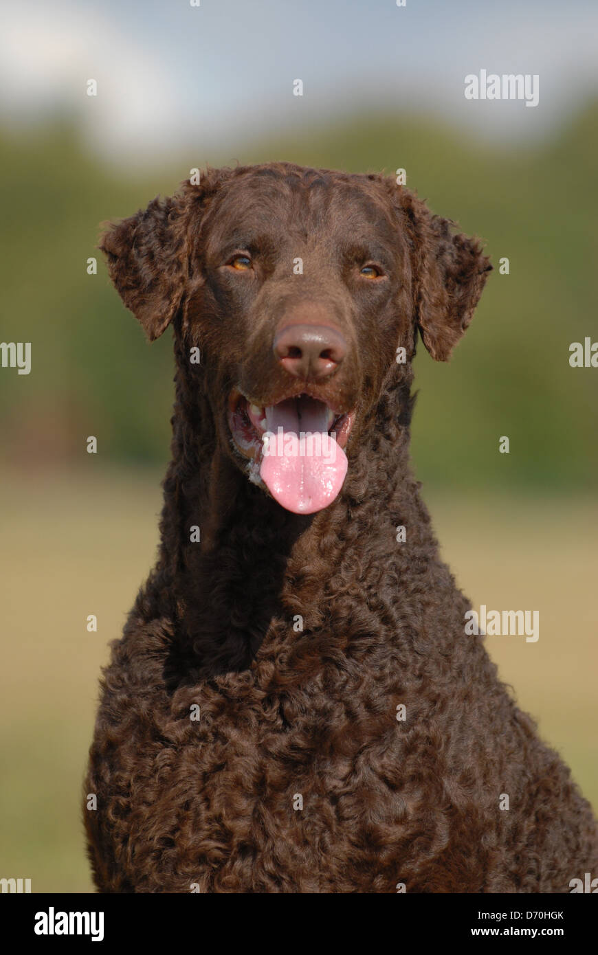 Curly haired retriever hi-res stock photography and images - Alamy