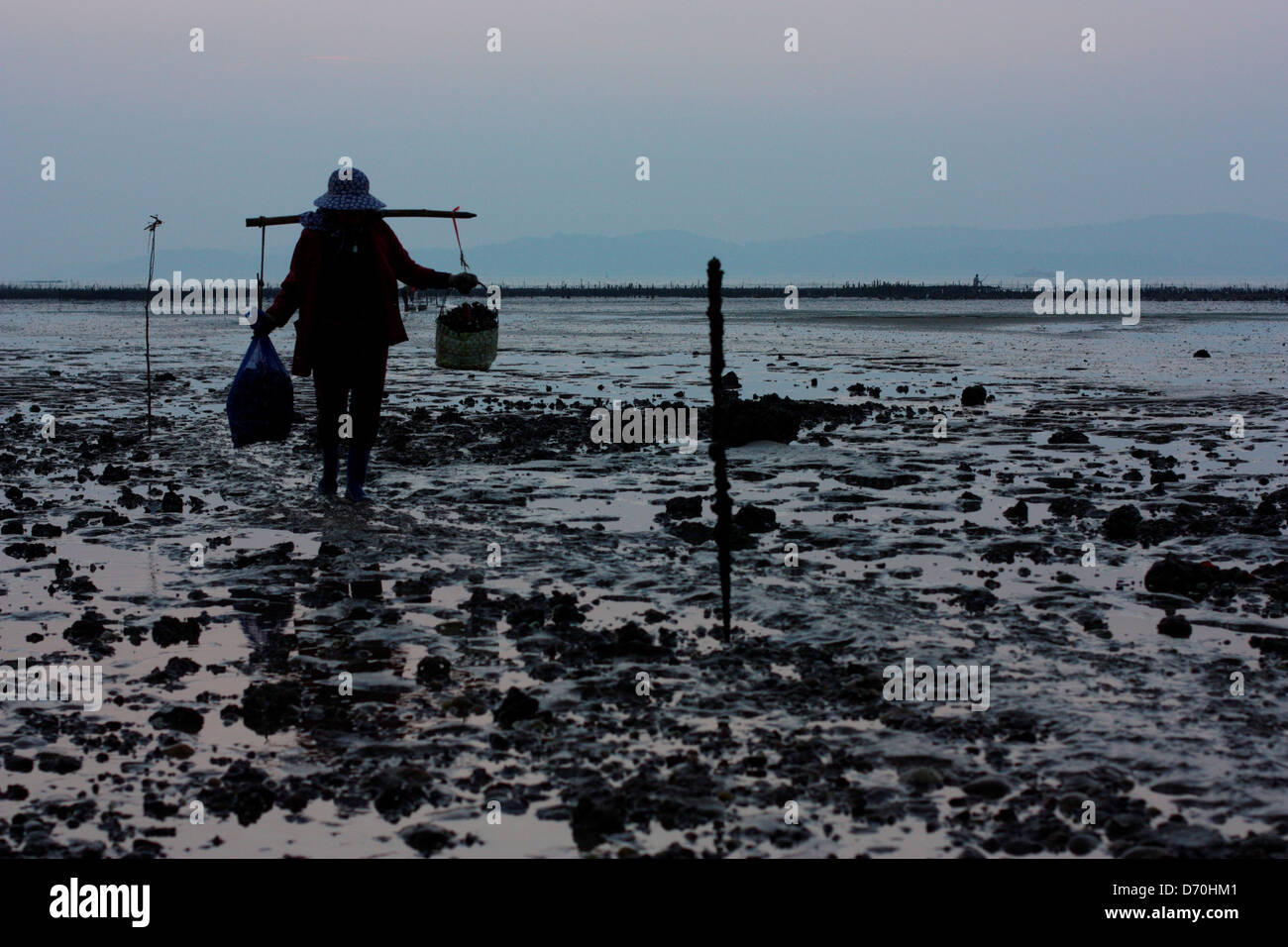 Taiwan, Kinmen County, Jincheng,Farmer carrying oyster catch Stock ...