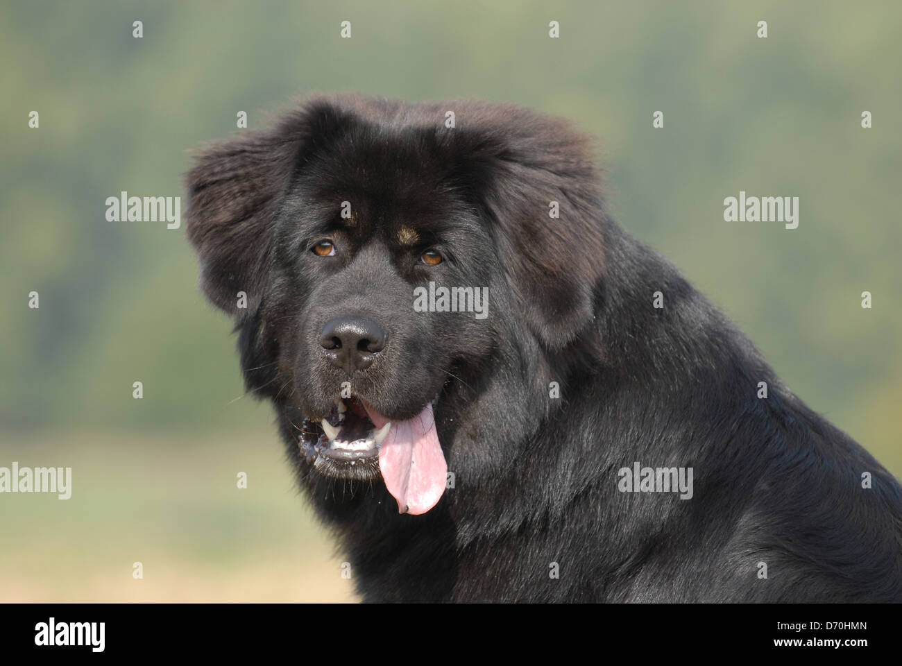 Do Khyi Portrait Stock Photo - Alamy