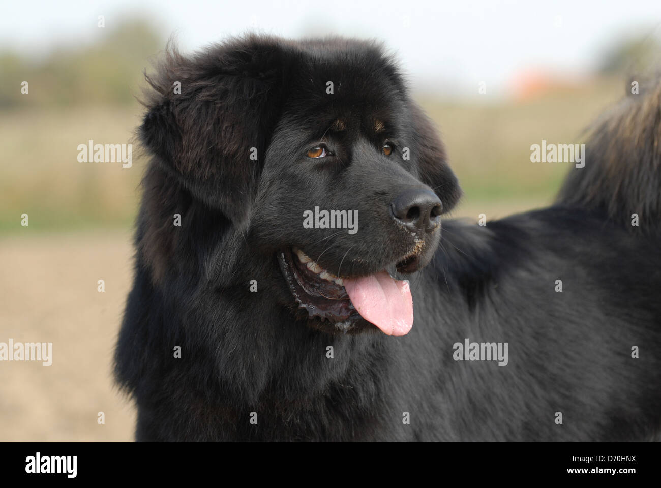 Do Khyi Portrait Stock Photo - Alamy