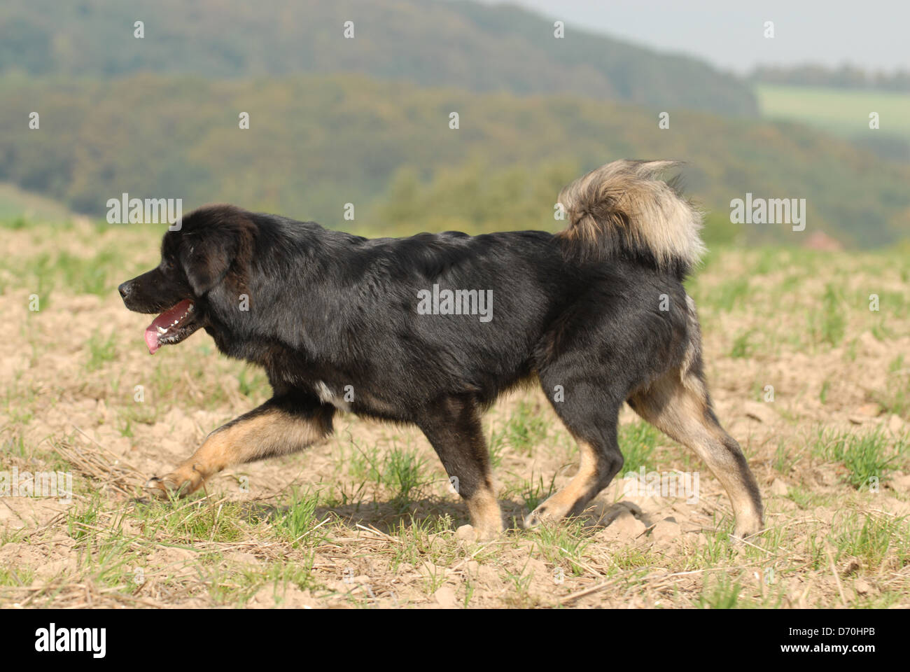 running Do Khyi Stock Photo - Alamy