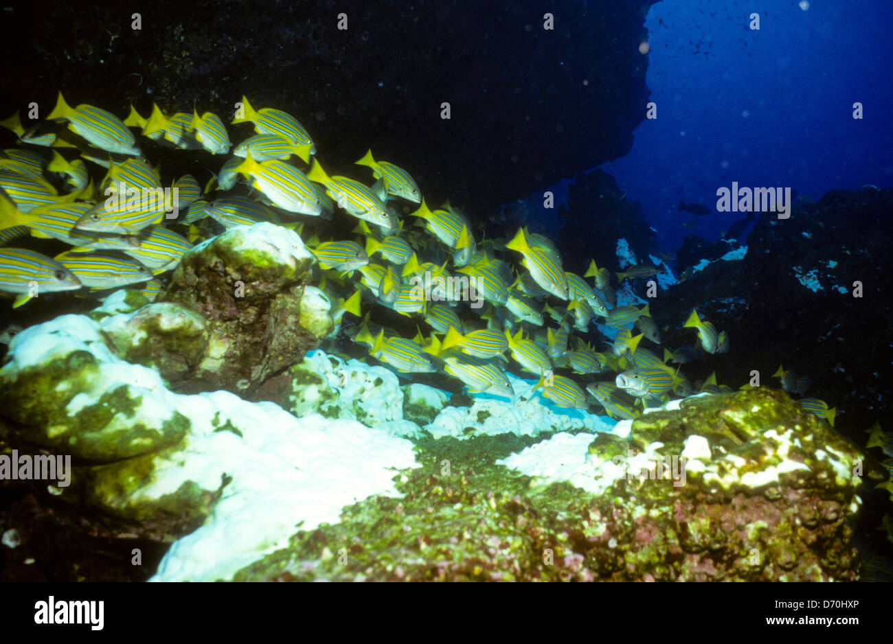 Scuba Diving,Cocos Island July-1998 Digital underwater Slides ...