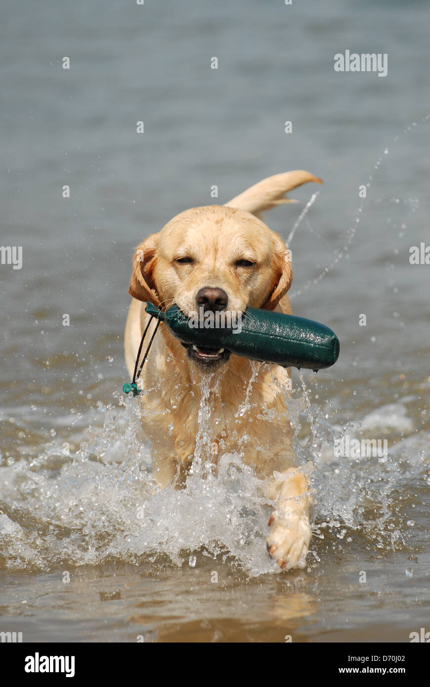 What Do Labradors Like To Play at Ellis Shepherd blog