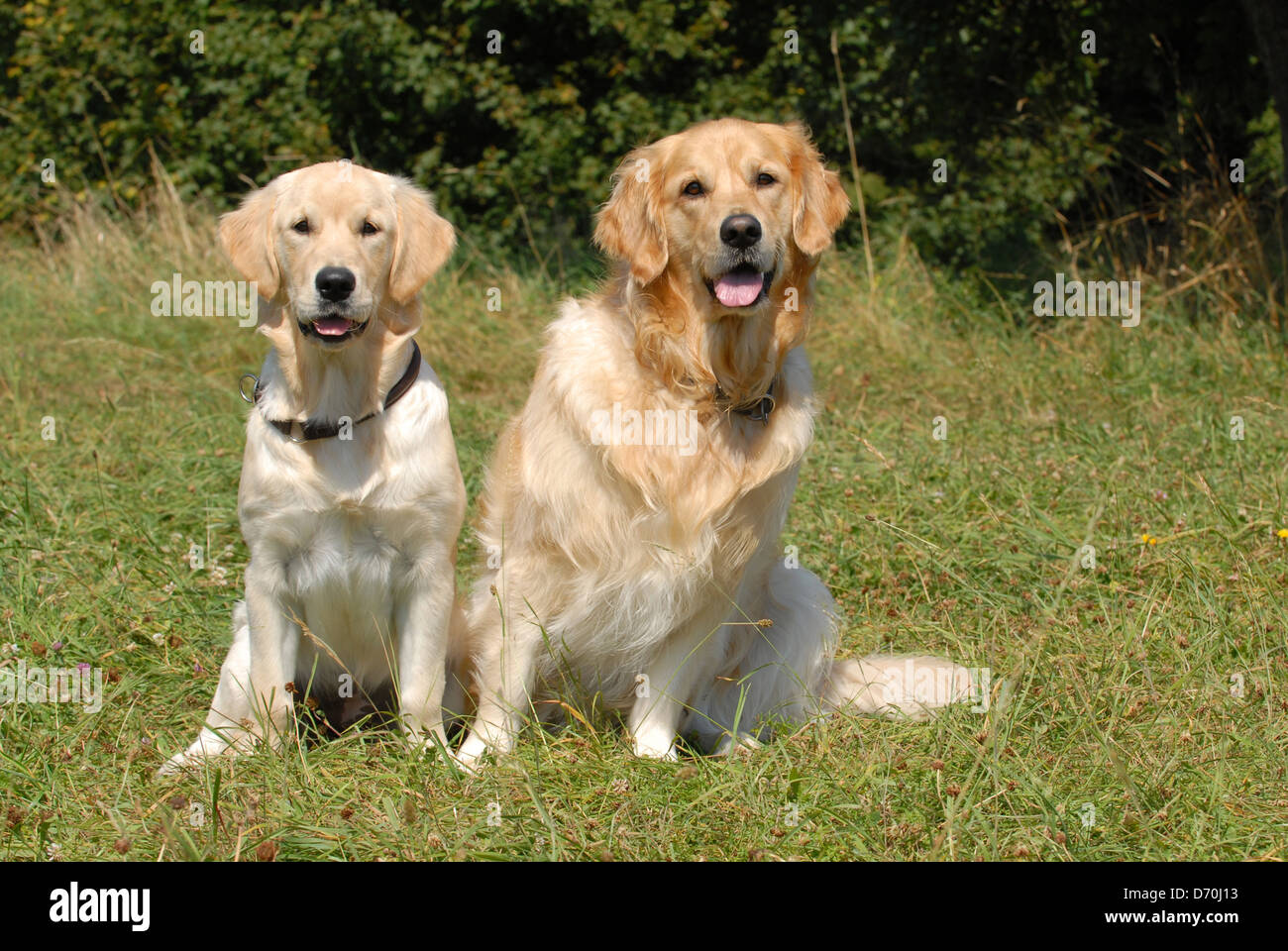 2 Golden Retriever Stock Photo - Alamy