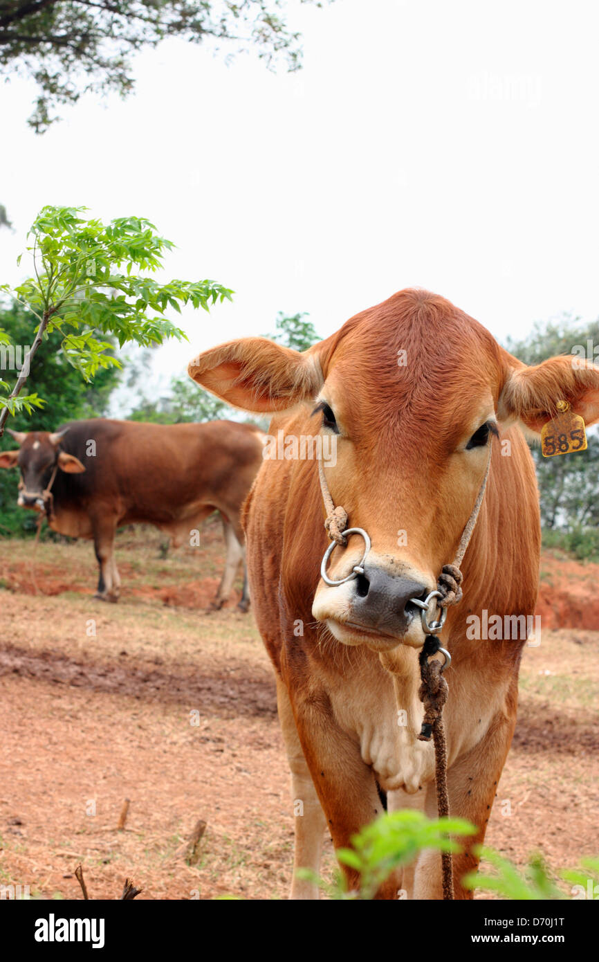 Taiwan, Kinmen County, Cows grazing on field Stock Photo - Alamy