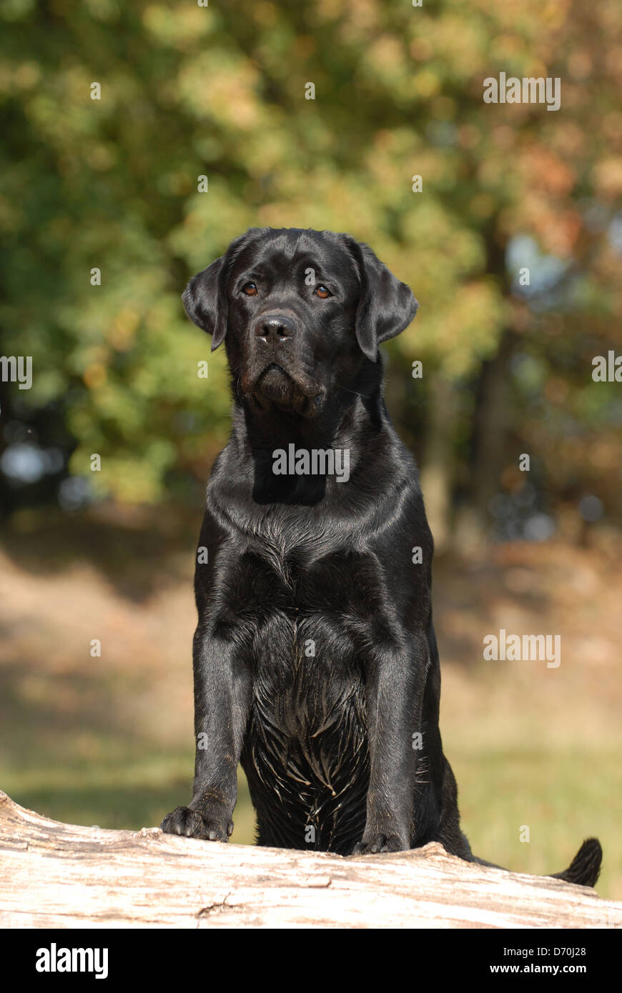 Black labrador standing up hi-res stock photography and images - Alamy