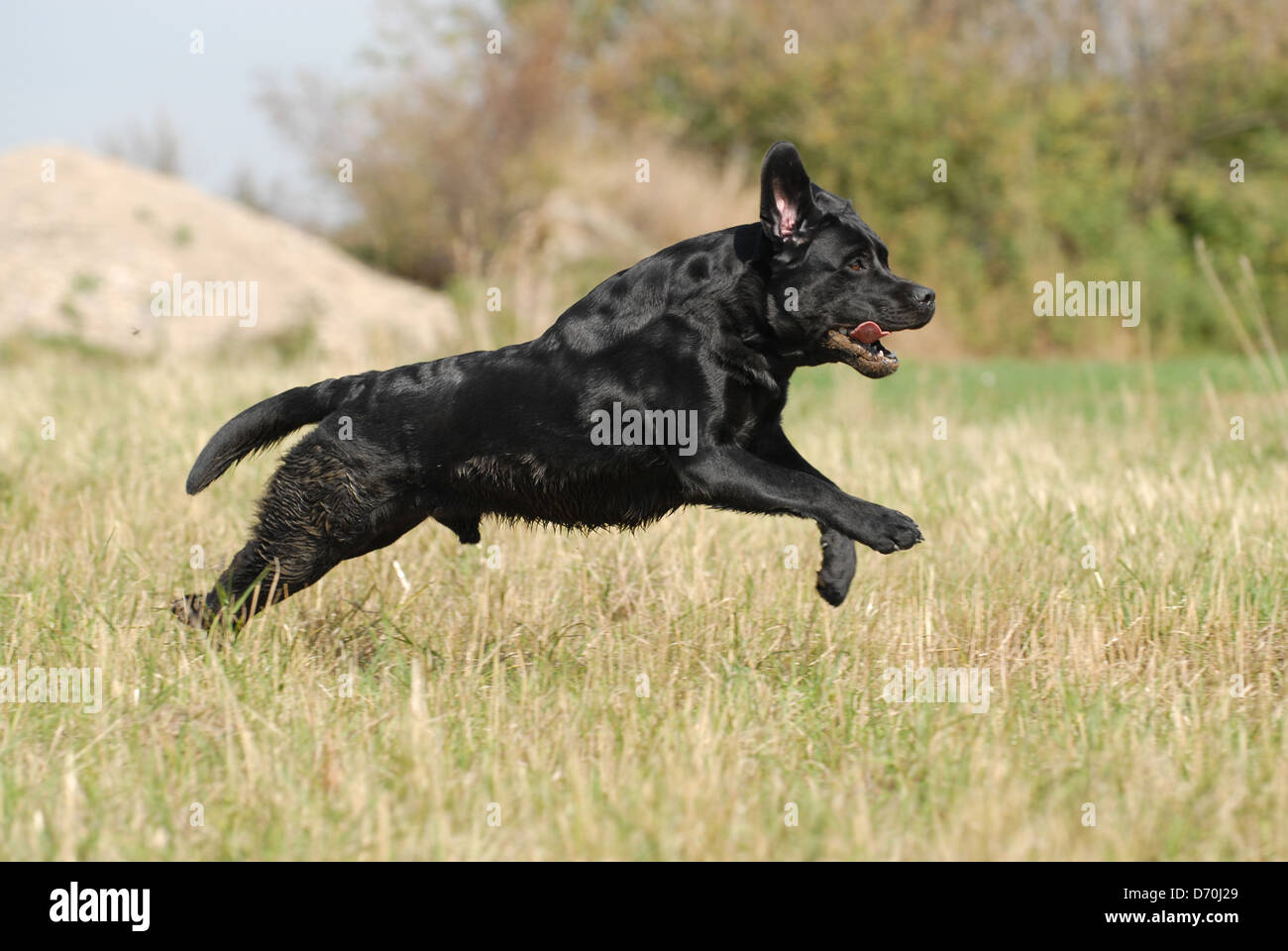 running Labrador Retriever Stock Photo - Alamy