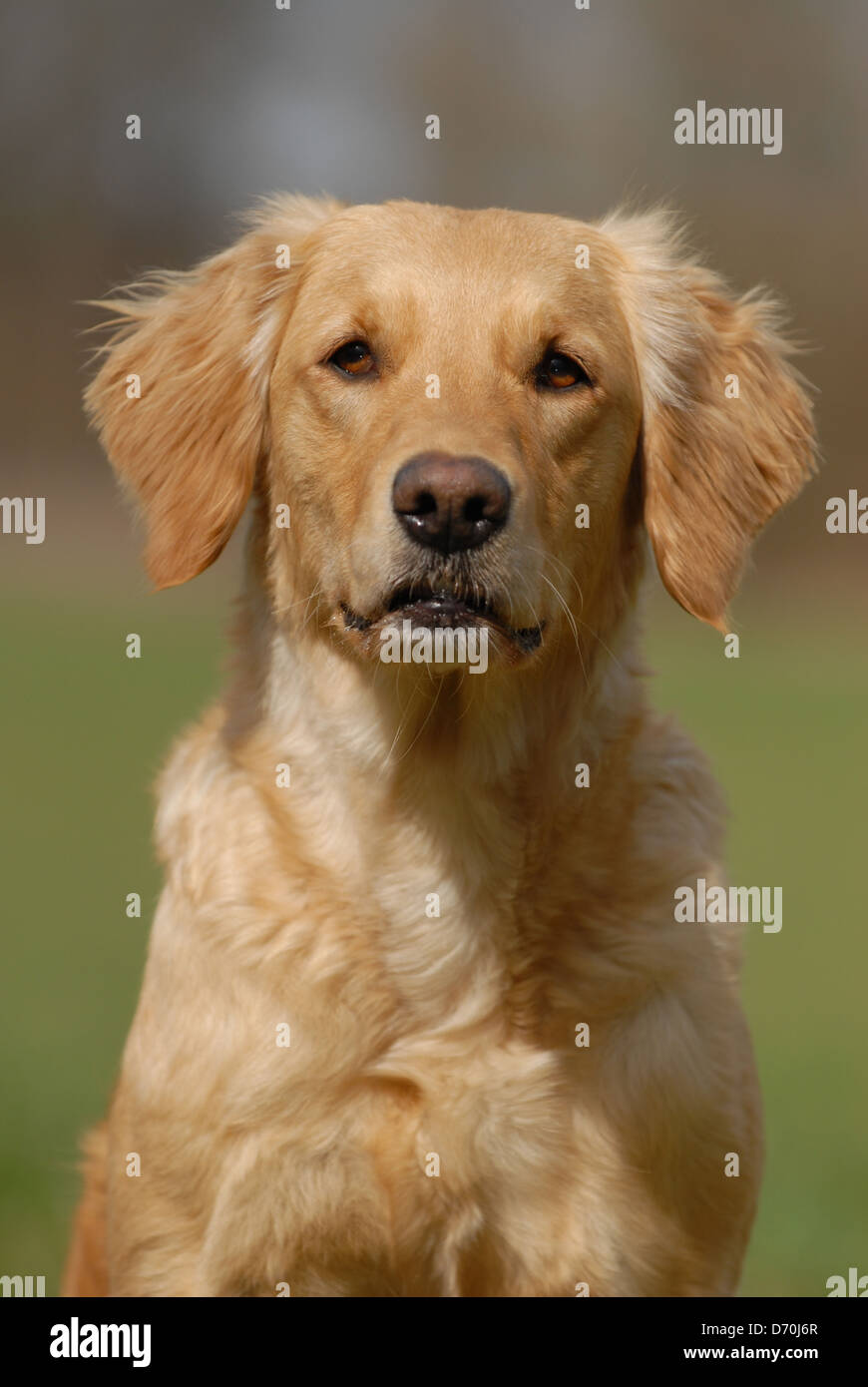 Golden Retriever Portrait Stock Photo - Alamy