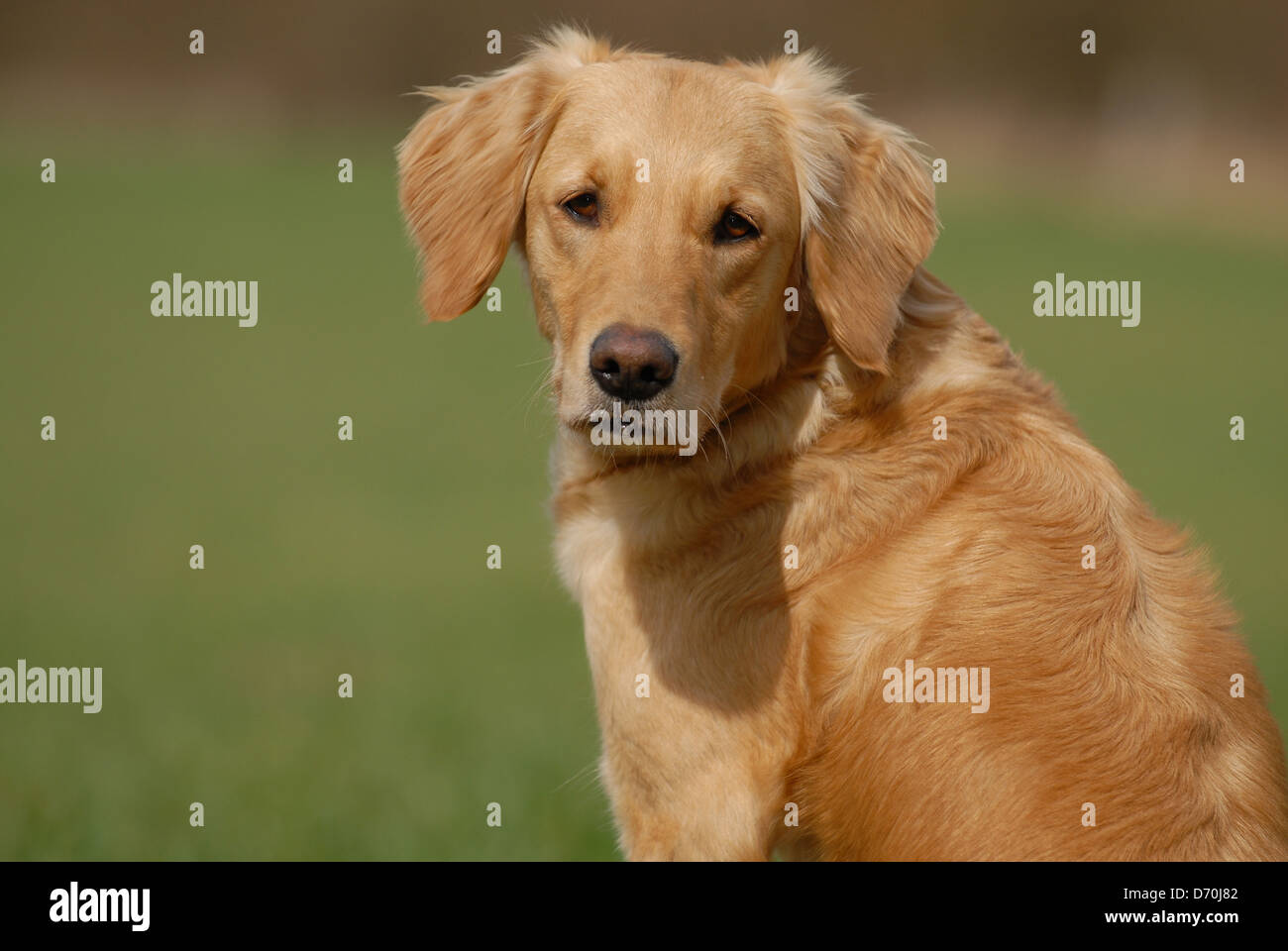 Adult dog golden retriever hi-res stock photography and images - Alamy
