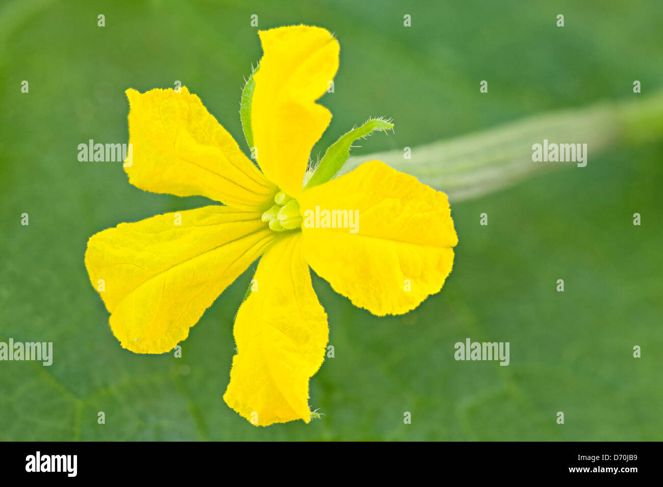 CUCUMBER - FEMALE FLOWER Stock Photo - Alamy
