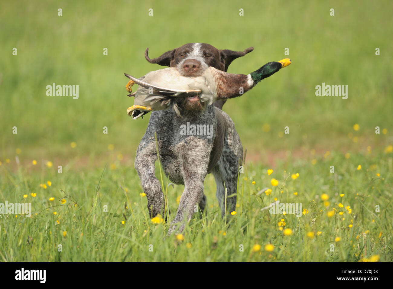 hunting with German wirehaired Pointer Stock Photo - Alamy