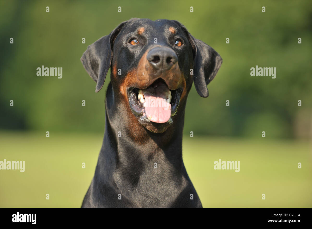 Doberman Pinscher Portrait Stock Photo - Alamy