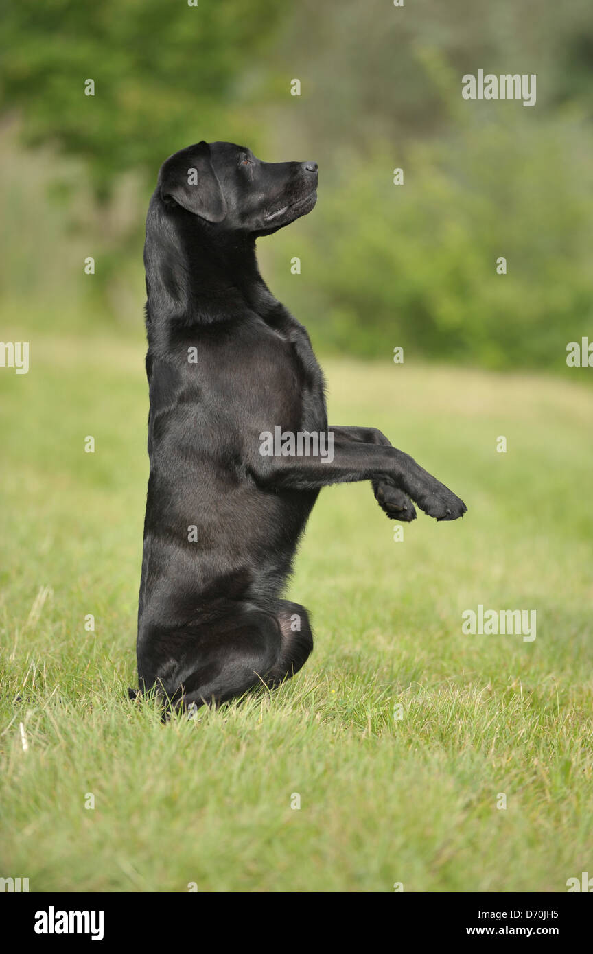 Labrador Retriever shows trick Stock Photo - Alamy