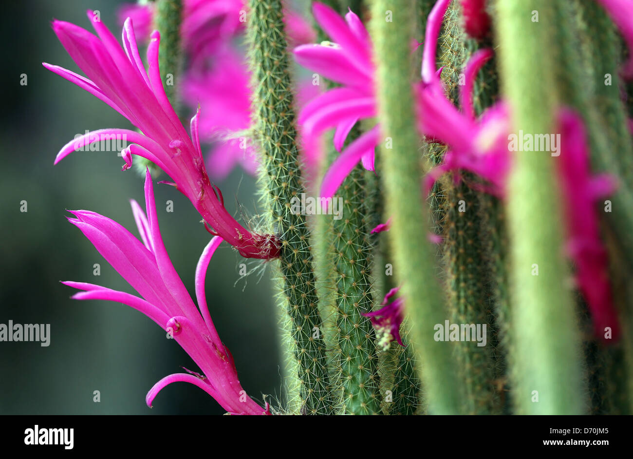 Snake cactus hi-res stock photography and images - Alamy