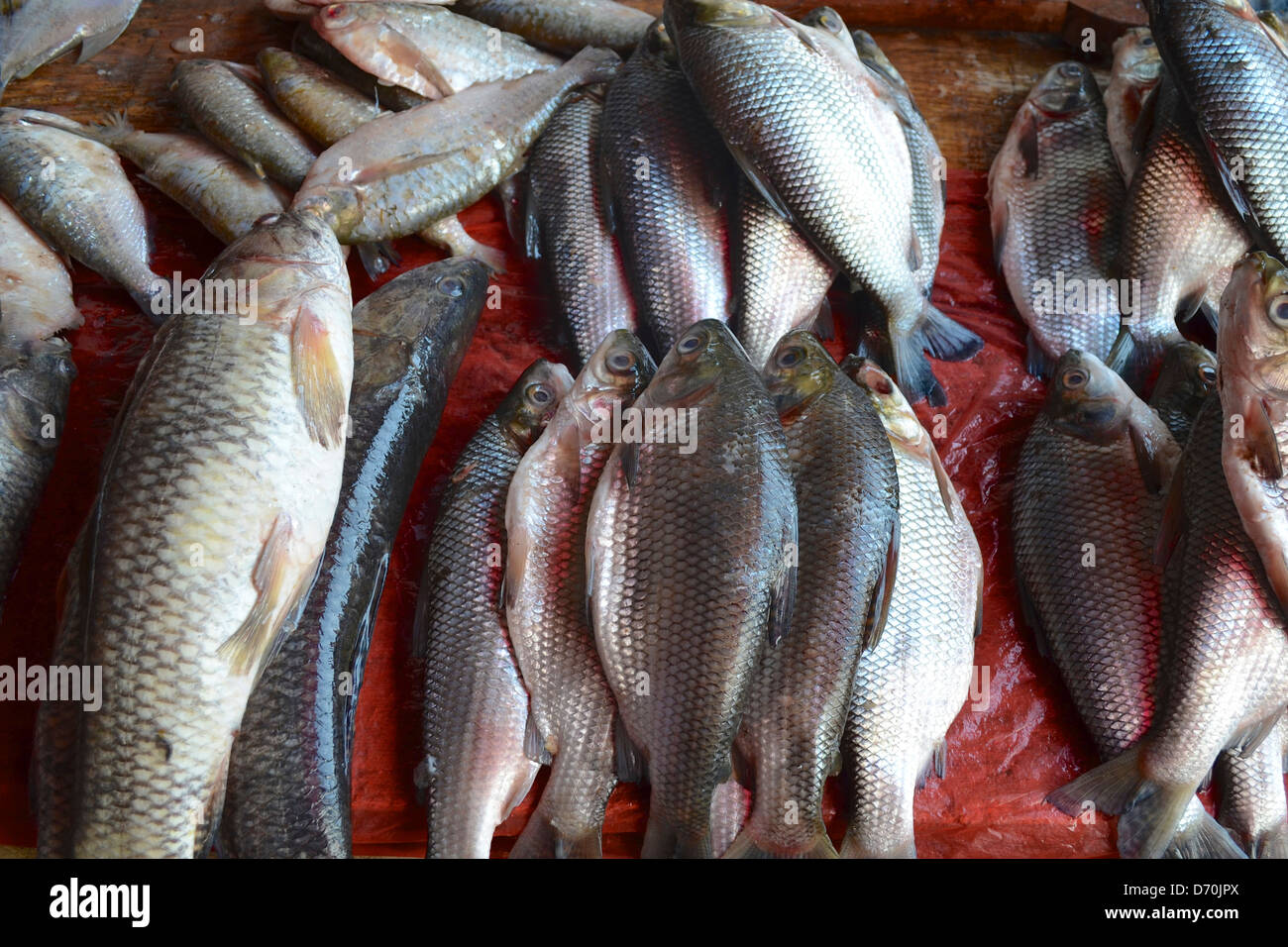 Freshwater fish on sale on a market in Iquitos, Peruvian Amazon Stock ...