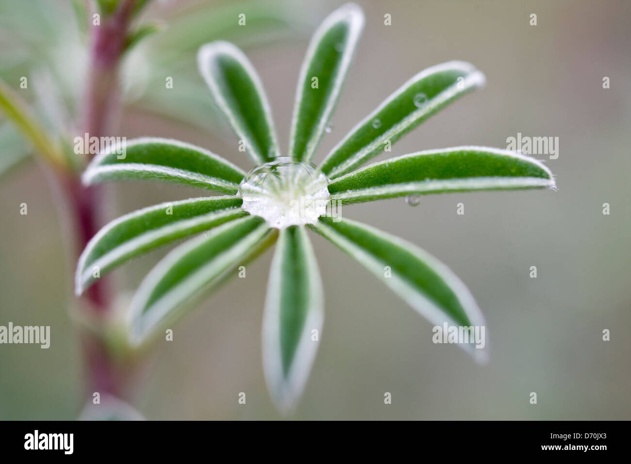 Lupin leaves hi-res stock photography and images - Alamy