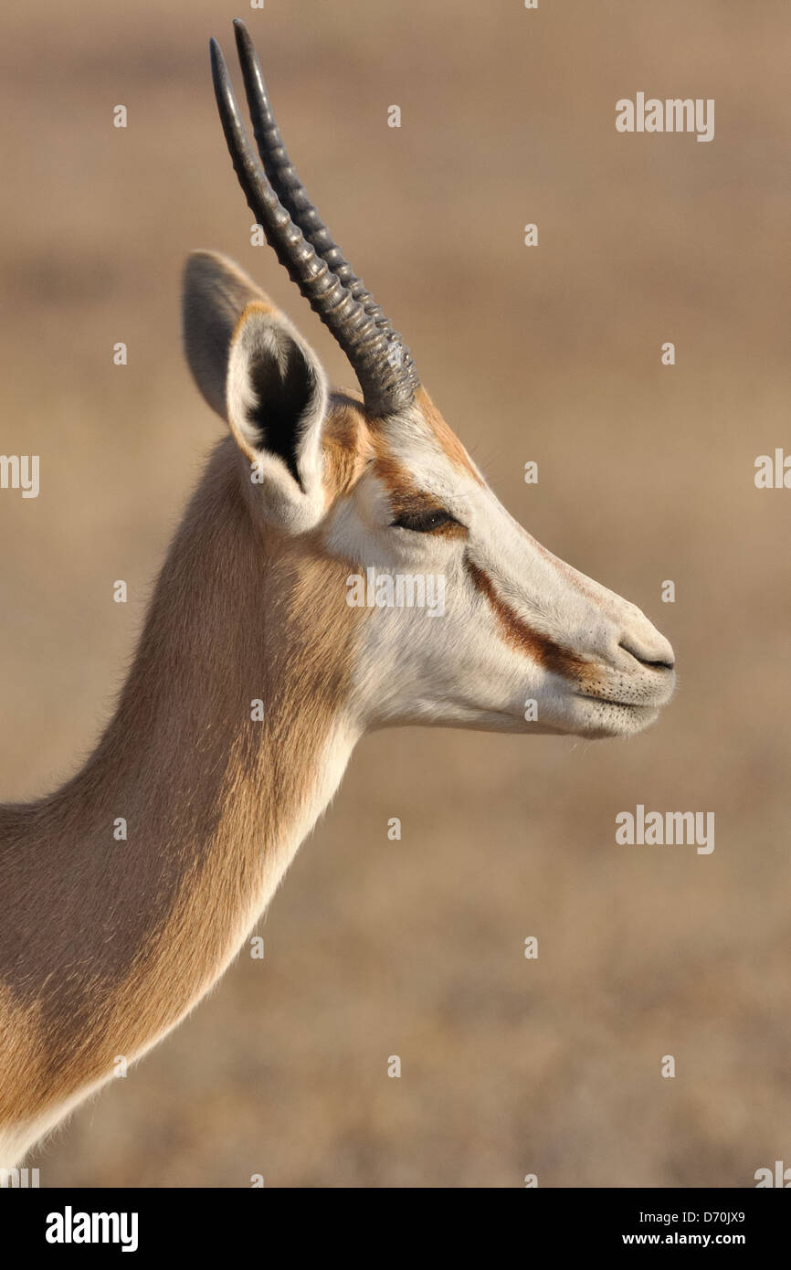 Springbok head hi-res stock photography and images - Alamy