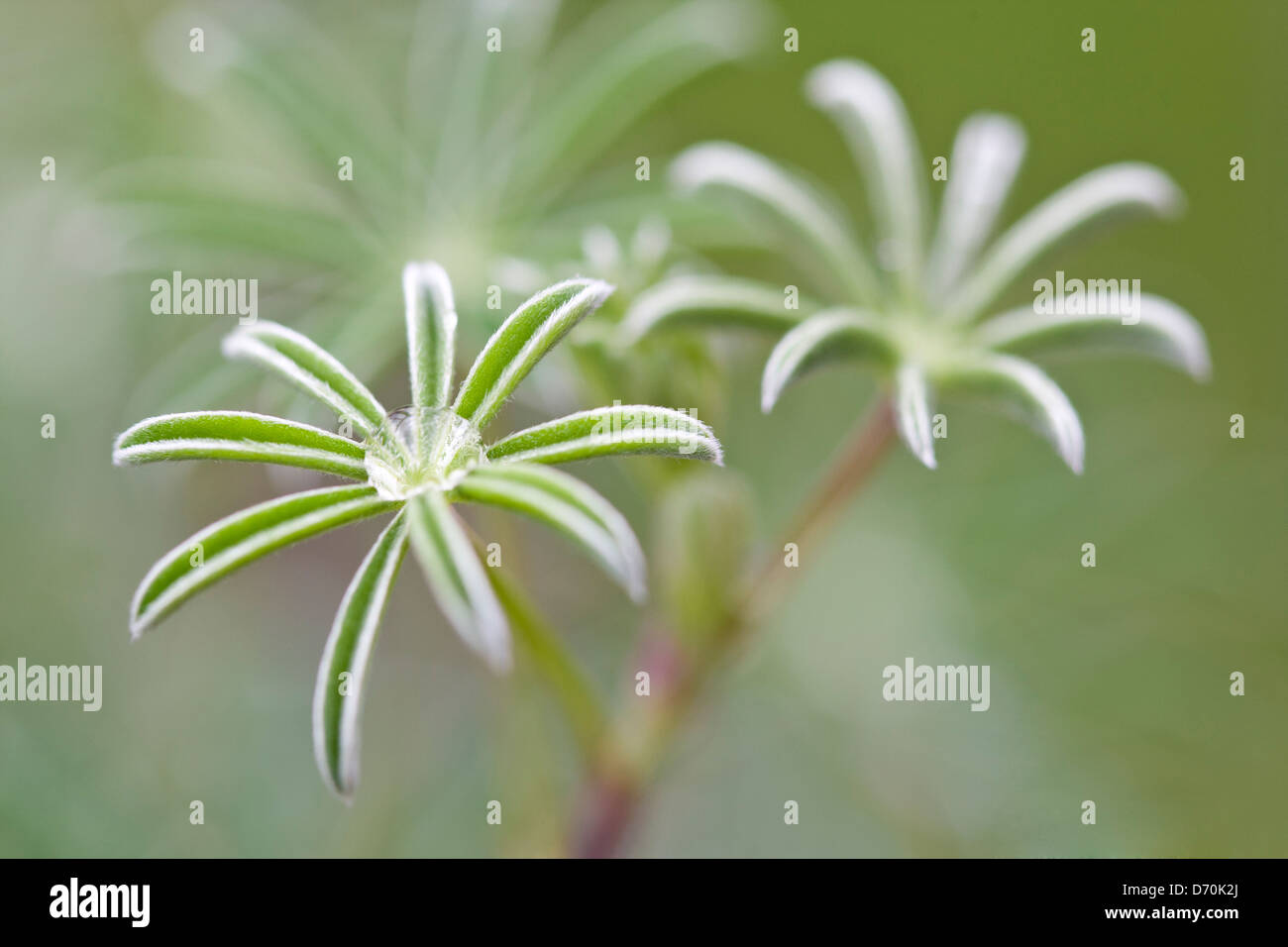 Lupin leaves hi-res stock photography and images - Alamy