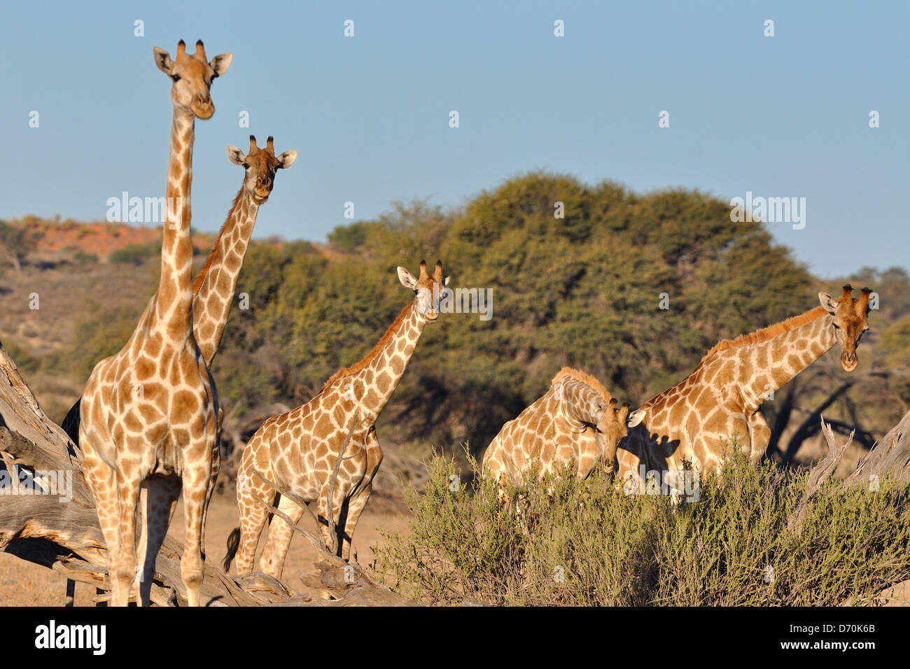 Giraffidae family hi-res stock photography and images - Alamy
