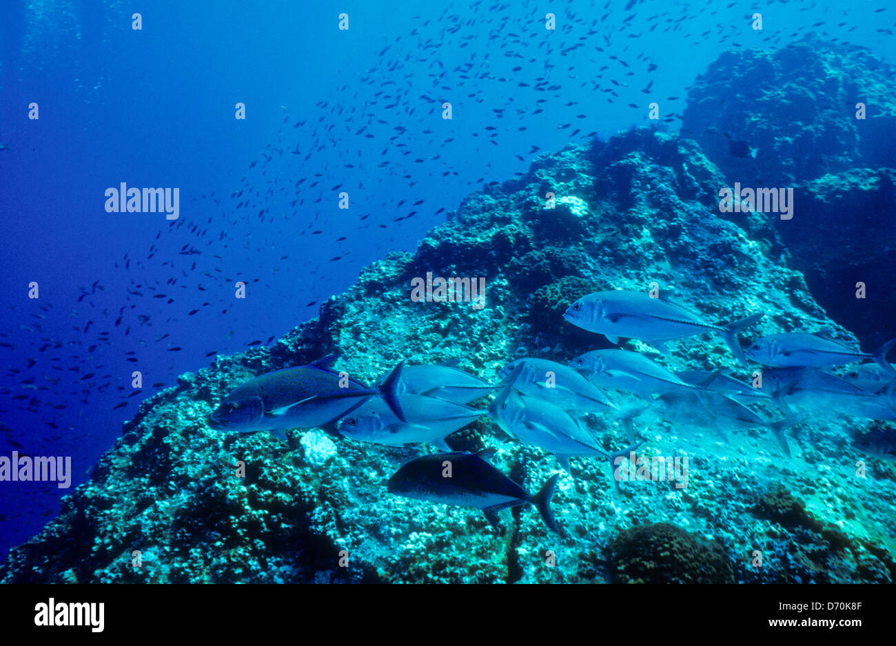 Scuba Diving,Cocos Island July-1998 Digital underwater Slides ...