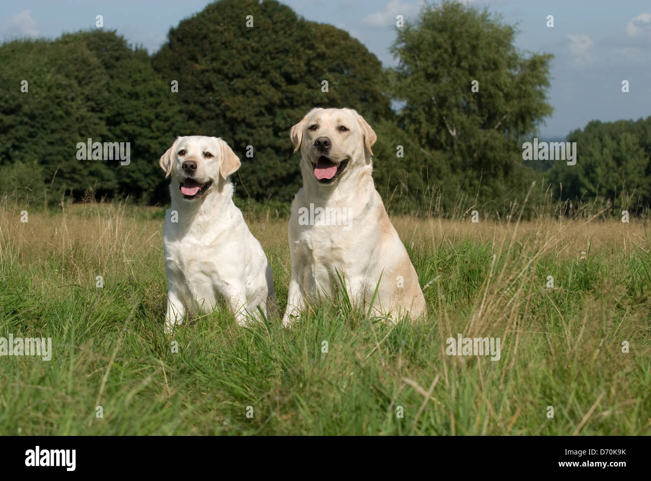 Labrador retriever yellow animals hi-res stock photography and images ...