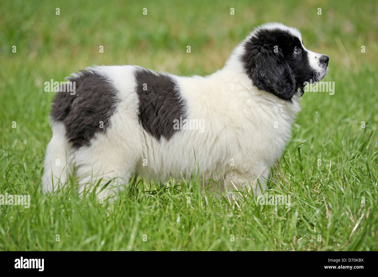 White landseer dog breed standing hi-res stock photography and images ...