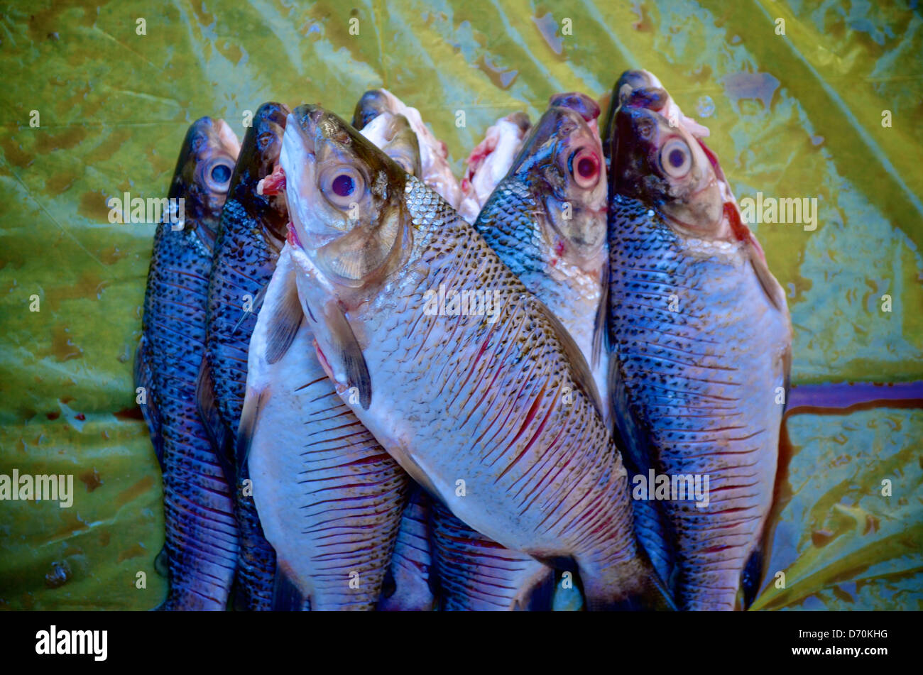 Freshwater fish on sale on a market in Iquitos, Peruvian Amazon Stock ...
