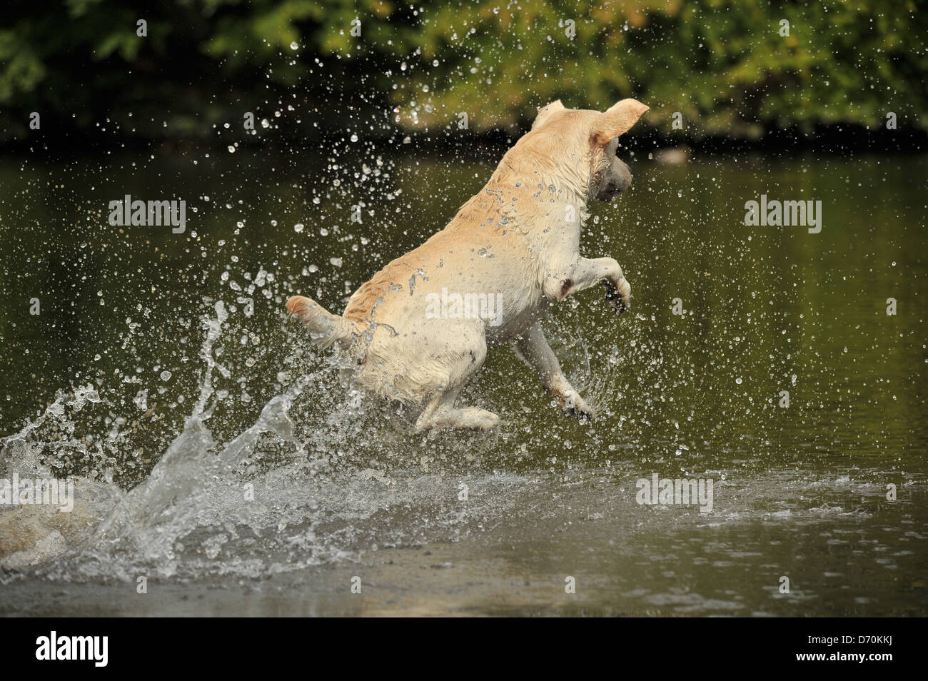 bathing Labrador Retriever Stock Photo - Alamy