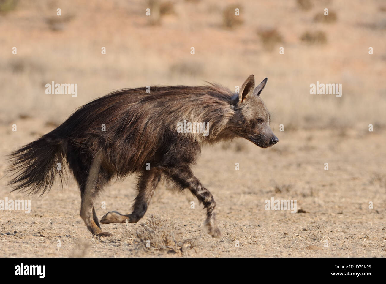 Brown hyena (Hyaena brunnea), running on arid ground, Kgalagadi ...
