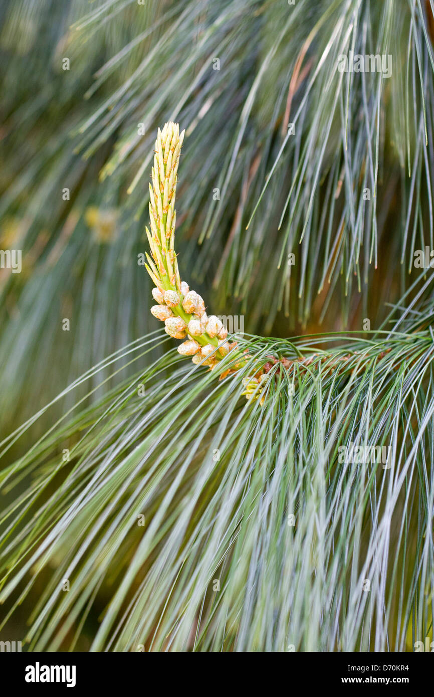 Pine tree flower hi-res stock photography and images - Alamy