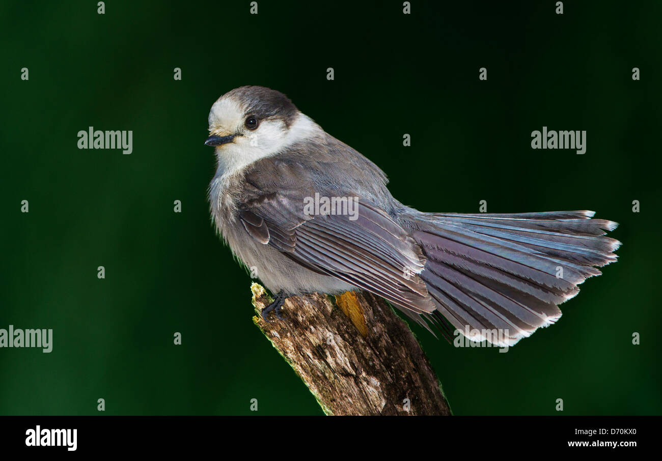 Perisoreus canadensis hi-res stock photography and images - Alamy