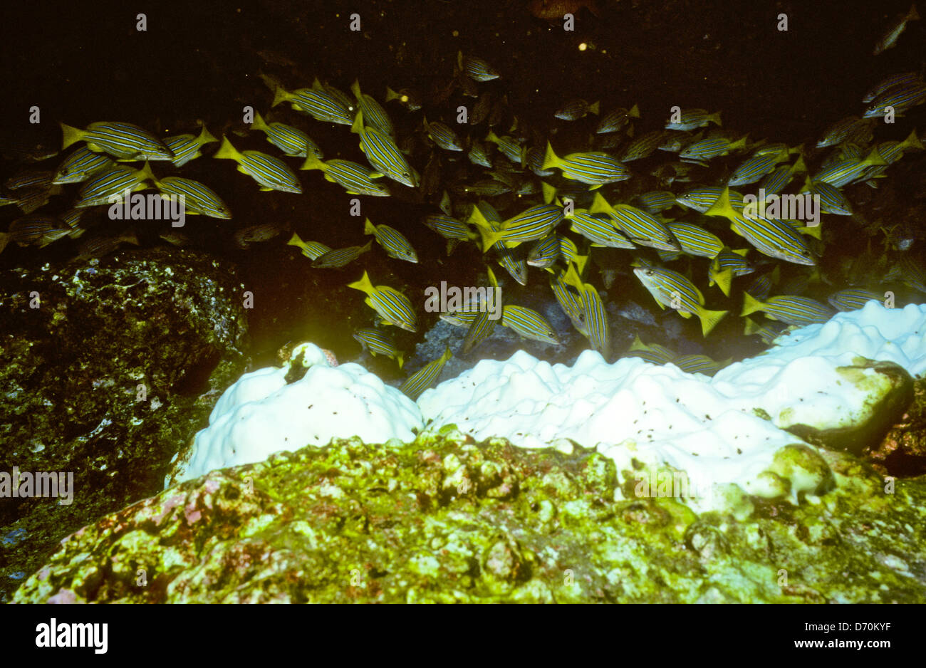 Scuba Diving,Cocos Island July-1998 Digital underwater Slides ...