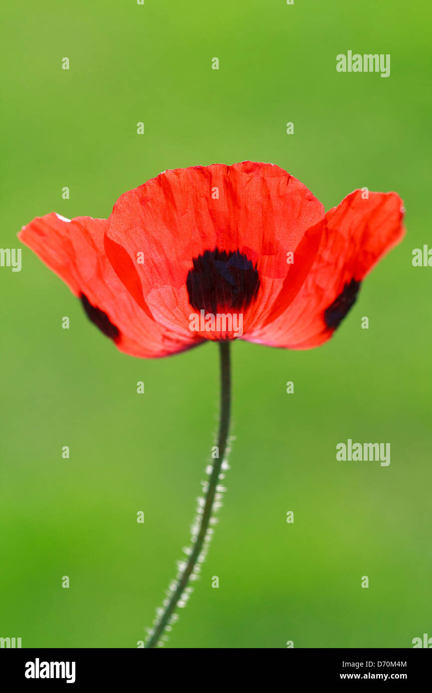 Ladybird Poppy Flower Papaver commutatum Stock Photo - Alamy