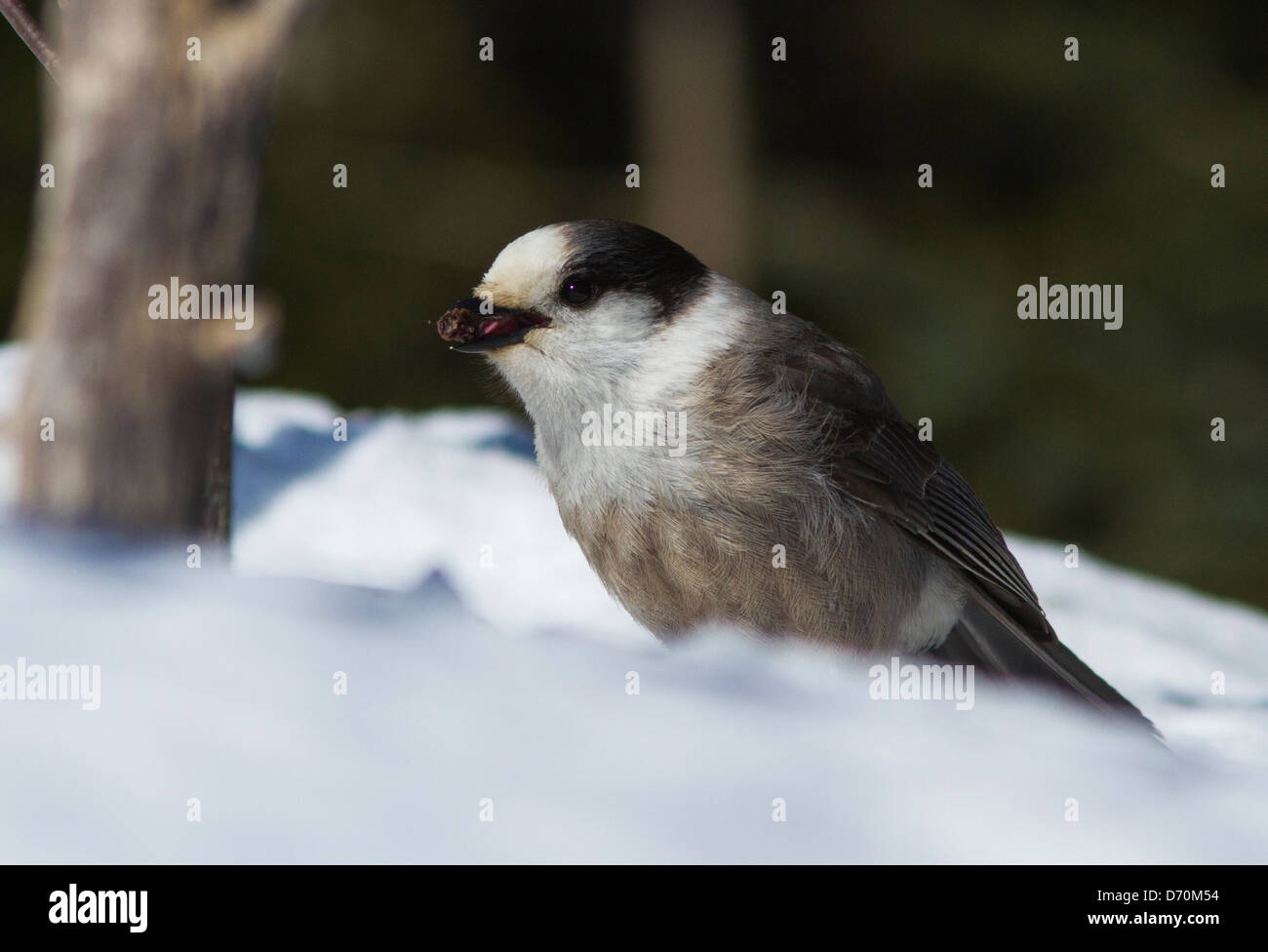 Gray Jay (Perisoreus canadensis) in winter Stock Photo - Alamy