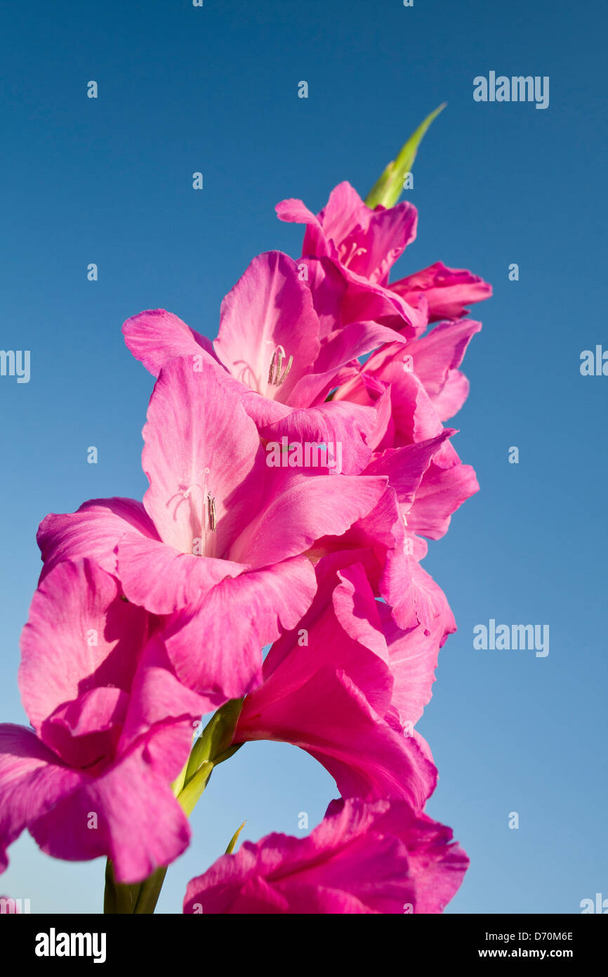 Spike flowers hi-res stock photography and images - Alamy