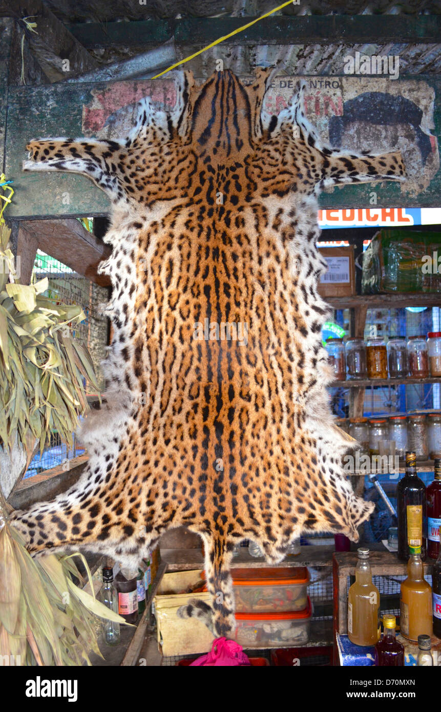 Ocelot Skin High Resolution Stock Photography and Images - Alamy