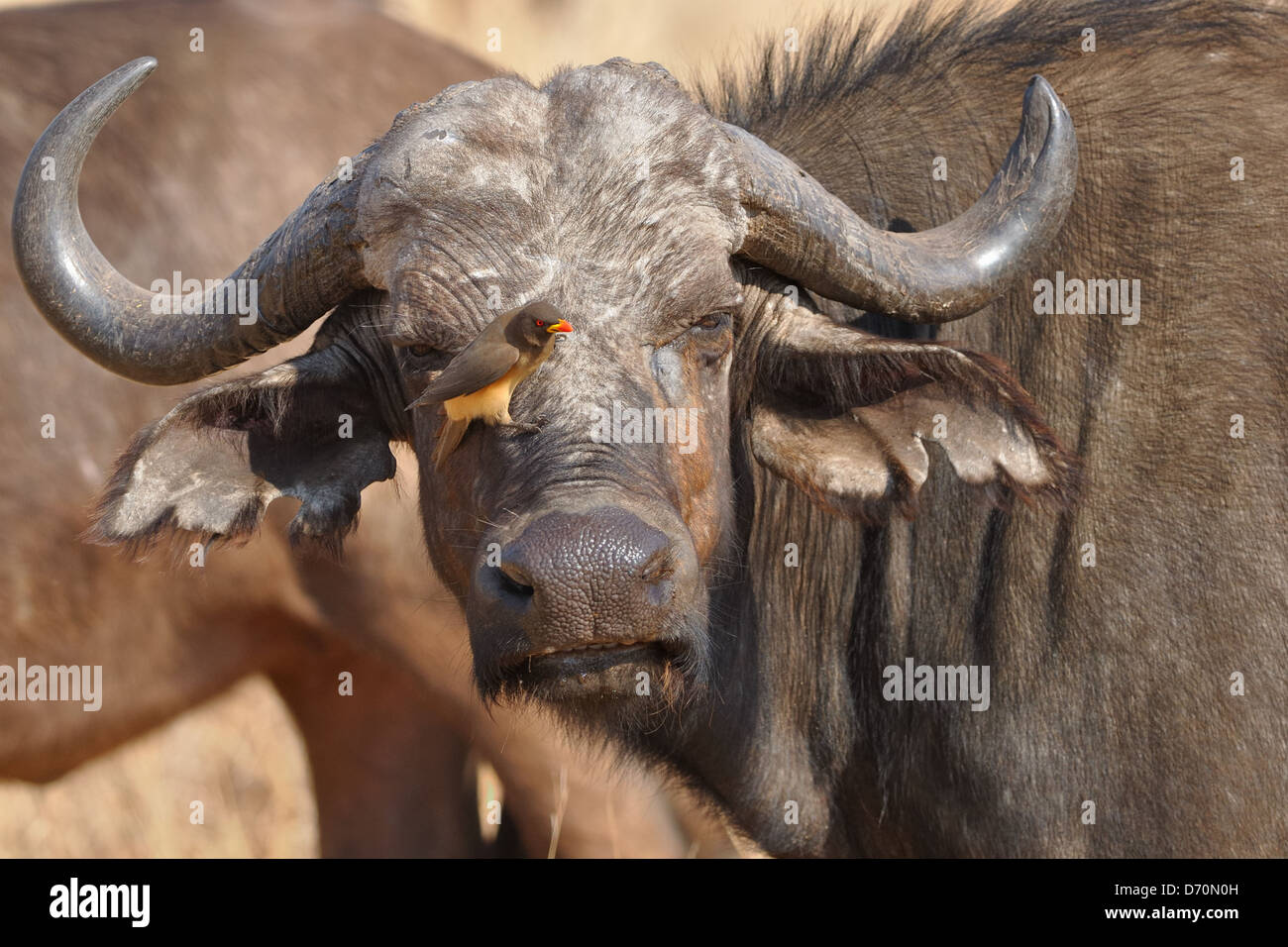 Yellow-billed Oxpecker (Buphagus africanus) on the face of an African ...