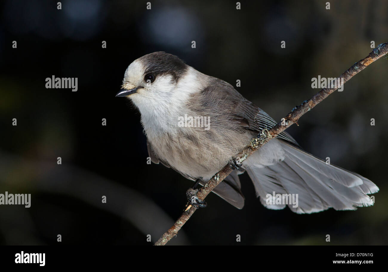 Gray Jay (Perisoreus canadensis) in winter Stock Photo - Alamy