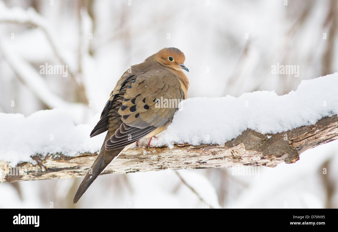 Dove in snow storm hi-res stock photography and images - Alamy