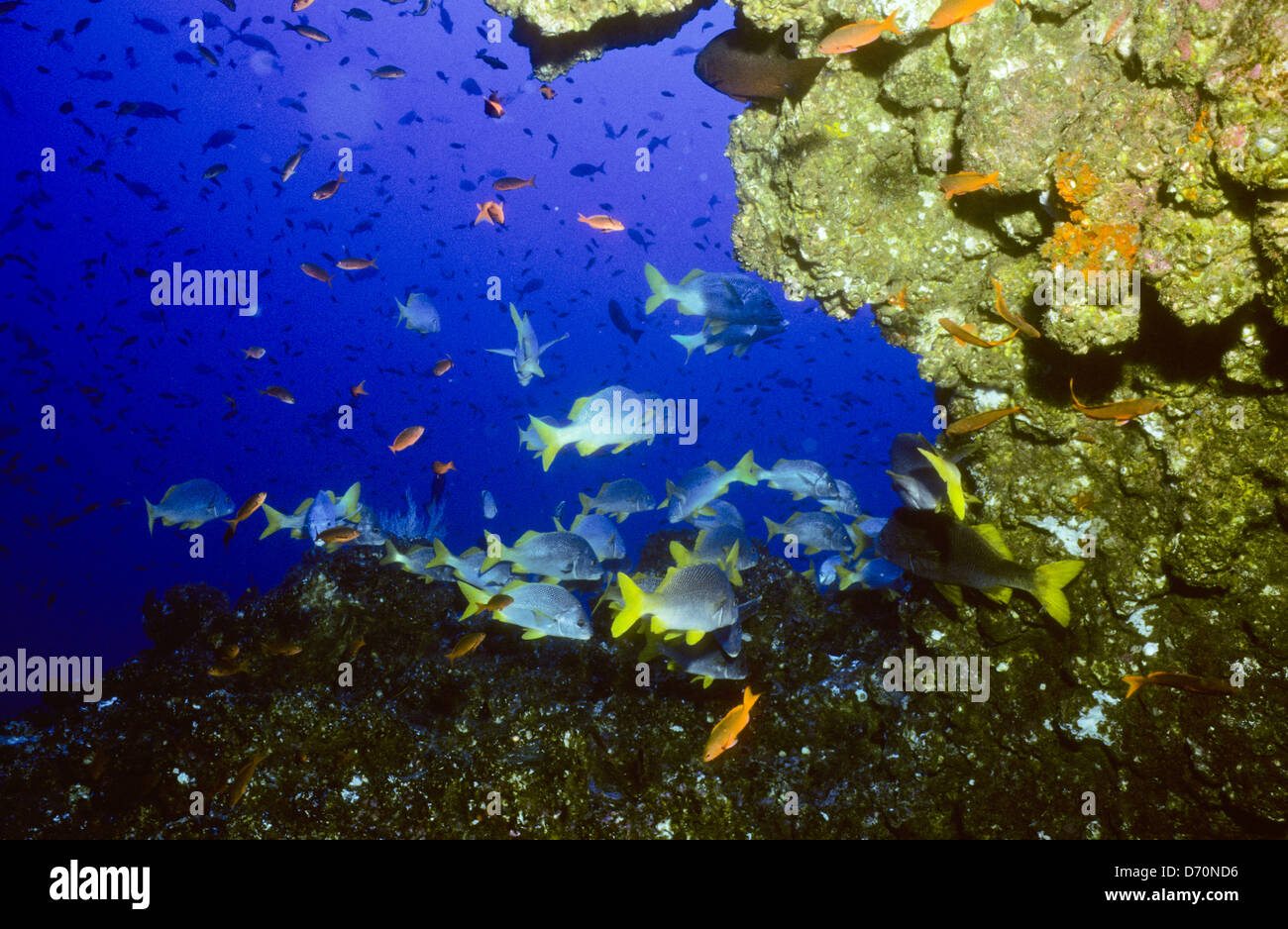 Scuba Diving,Cocos Island July-1998 Digital underwater Slides ...