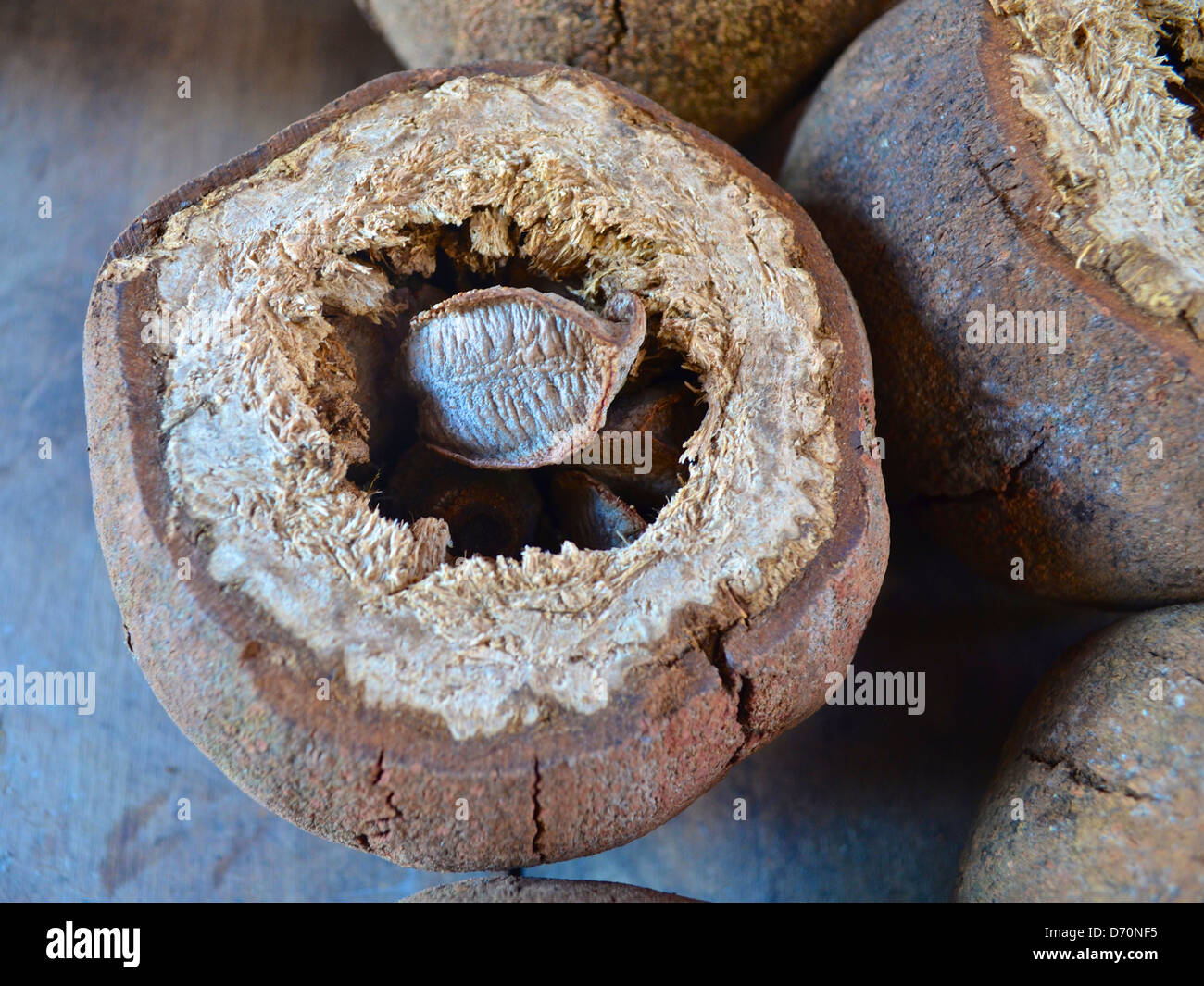 Brazil nut pod hi-res stock photography and images - Alamy