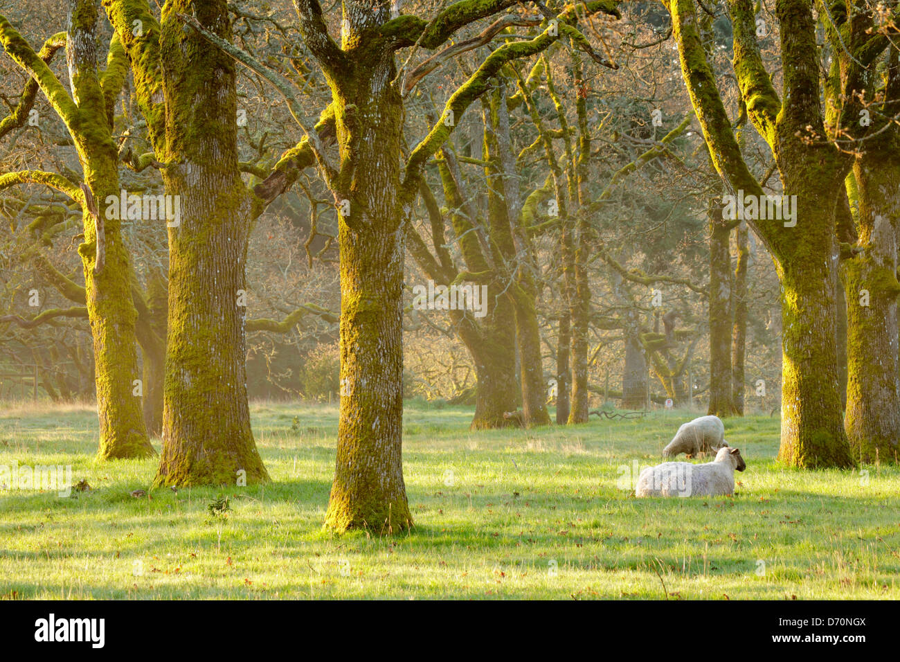 Sheep resting and grazing hi-res stock photography and images - Alamy