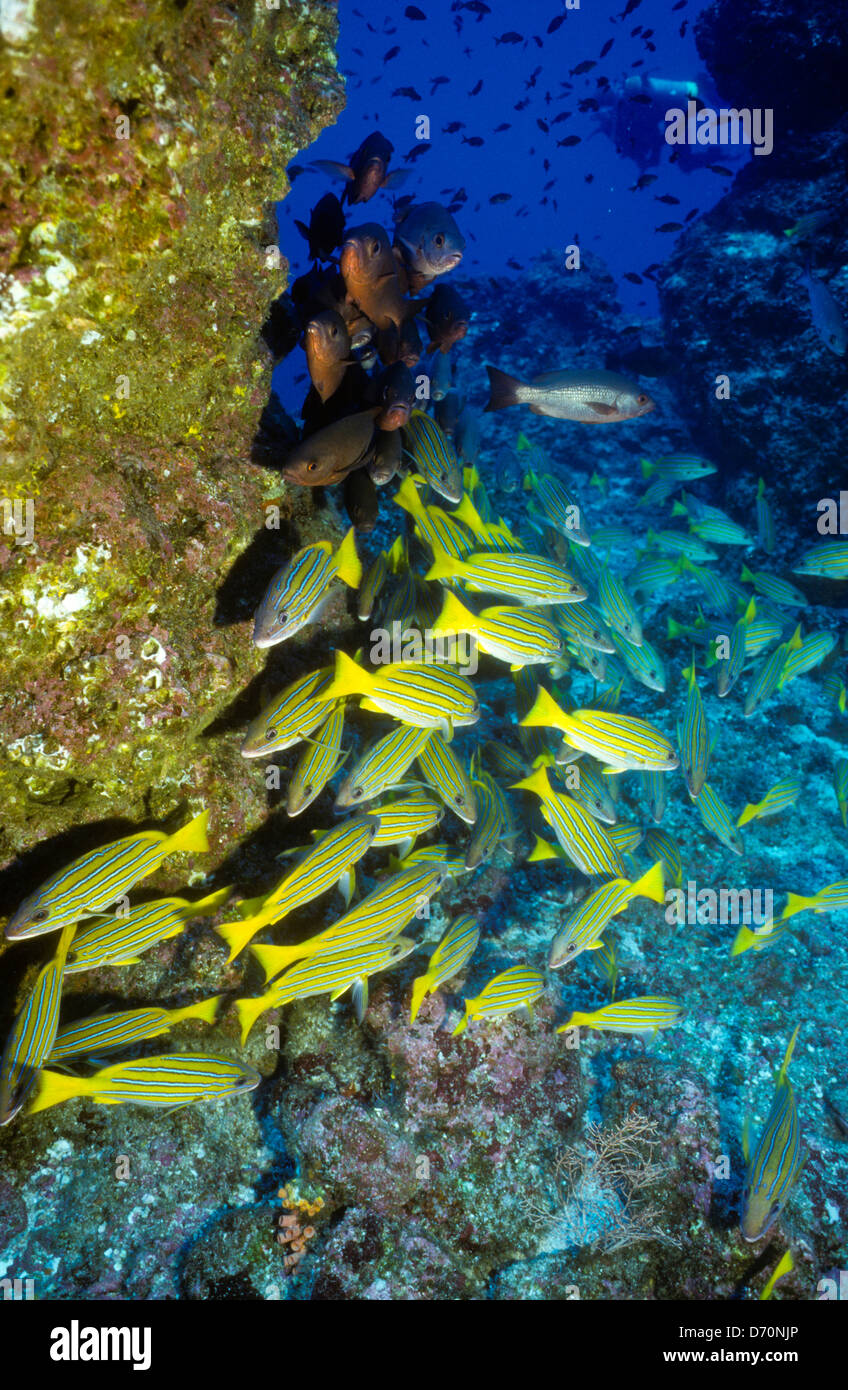 Scuba Diving,Cocos Island July-1998 Digital underwater Slides ...