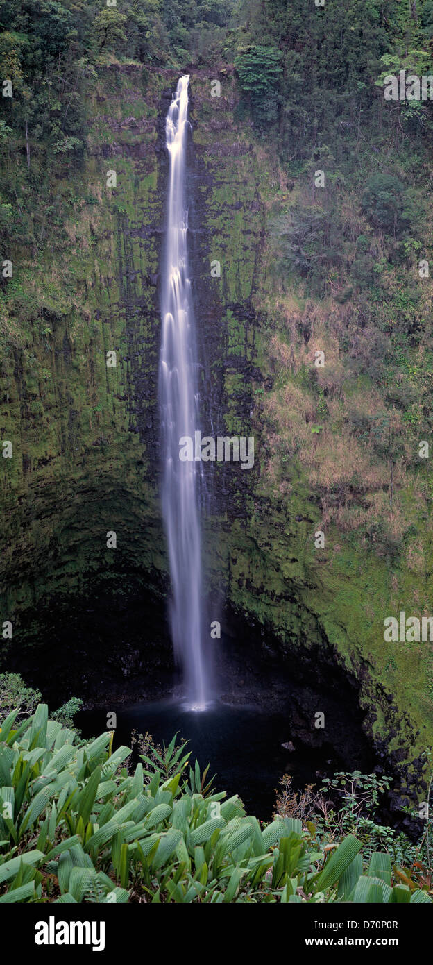 Hawaii. Akaka Falls waterfall Stock Photo - Alamy