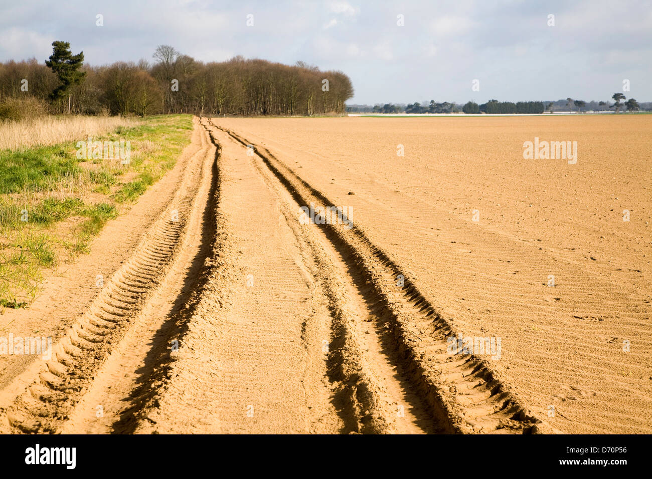 Track crossing sandy fields of farmland on Suffolk Sandlings, Alderton ...