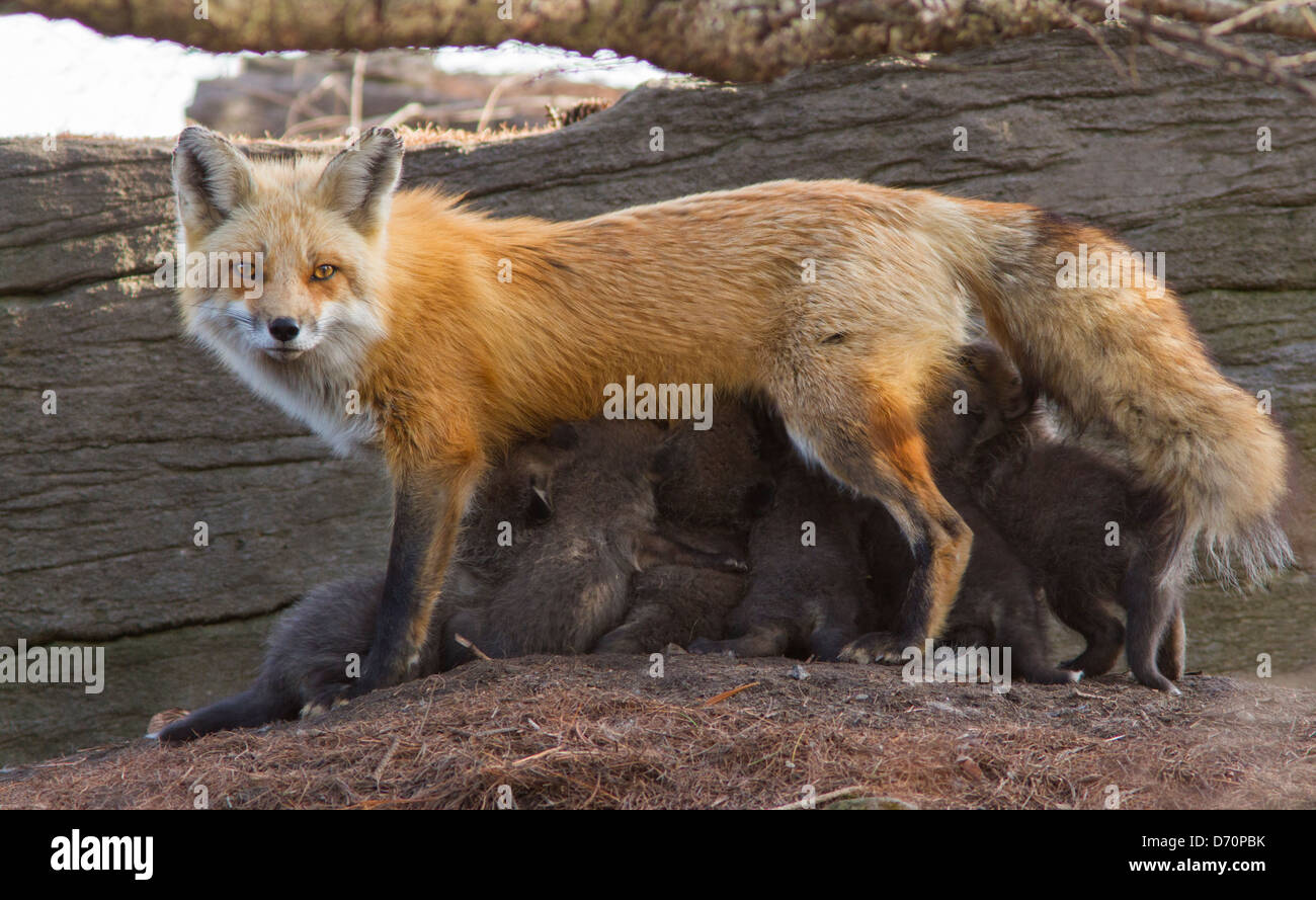 Female red fox with eight pups in early spring Stock Photo - Alamy