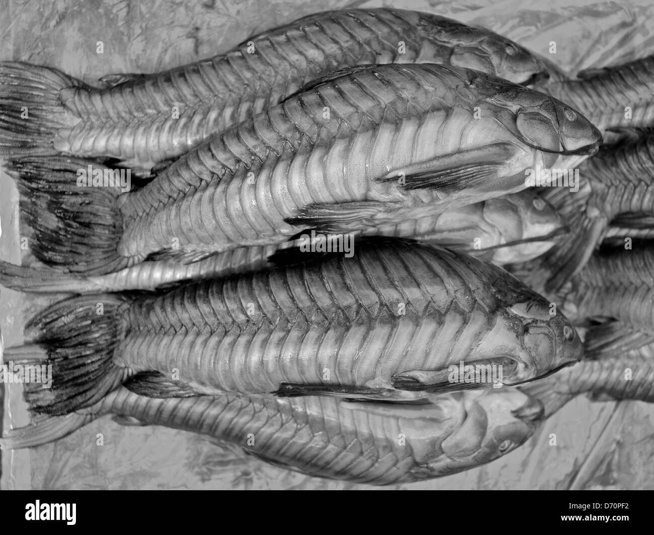 Amazon rainforest peru Black and White Stock Photos & Images - Alamy