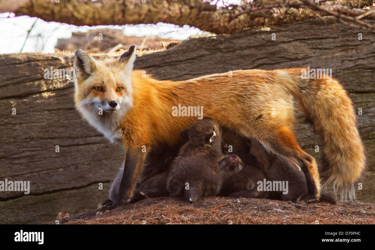 Female red fox in the morning light Stock Photo - Alamy