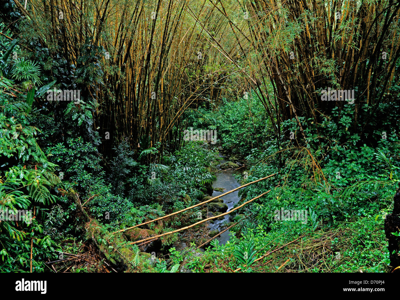 Hawaii. View of stream through bamboo forest Stock Photo - Alamy