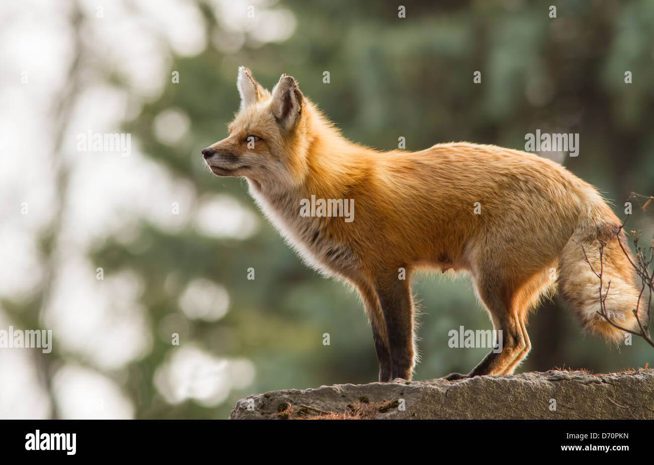 Female red fox in the morning light Stock Photo - Alamy